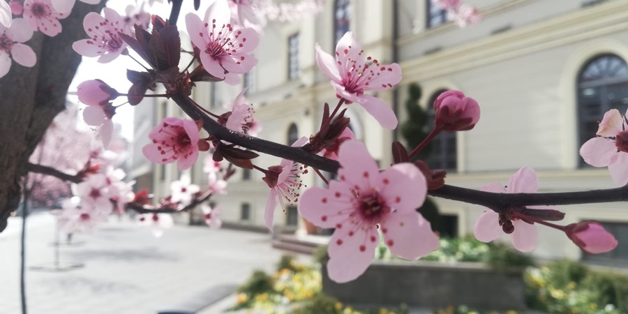 GLAS ZAPADNE SRBIJE - Prvi dan proleca