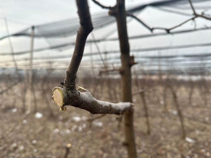 GLAS ZAPADNE SRBIJE - Evo da li vremenske oscilacije uticu na zimsku ...
